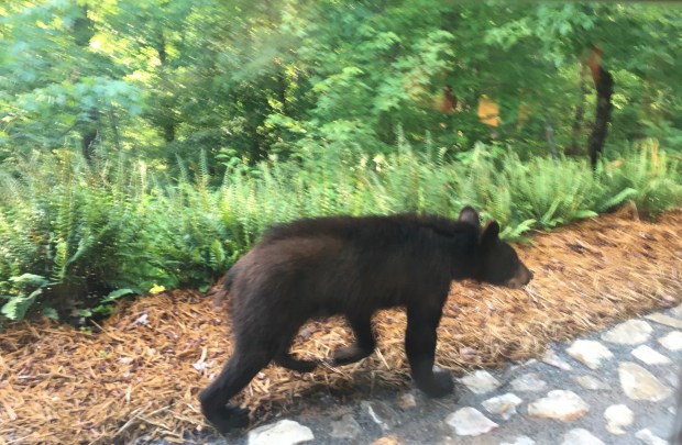 🐻Fall Tips For Avoiding Bear Encounters🐻 – Tranquility at Carters Lake Owners Association