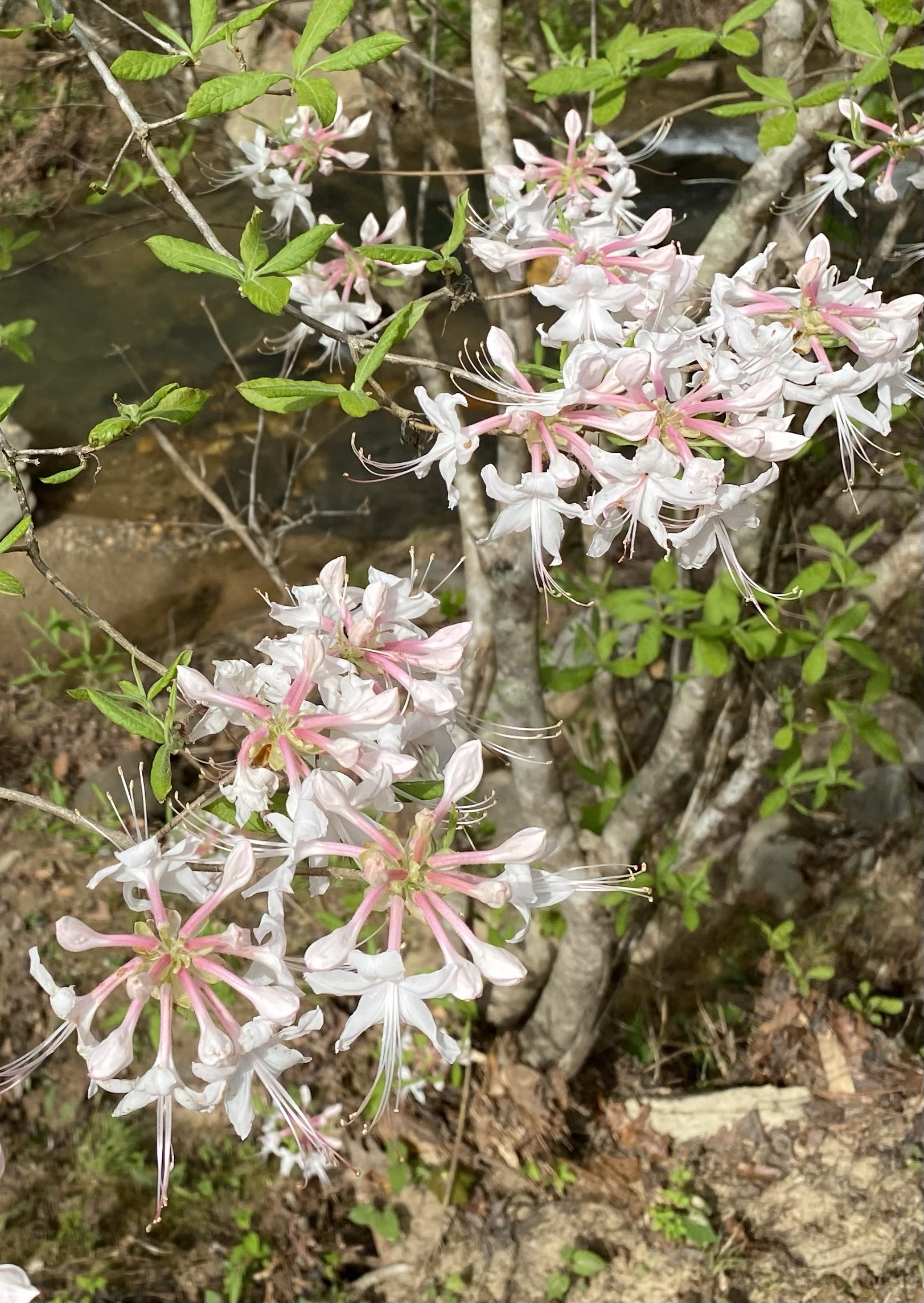 Native Azaleas: Official State Wildflower of Georgia – Tranquility at ...