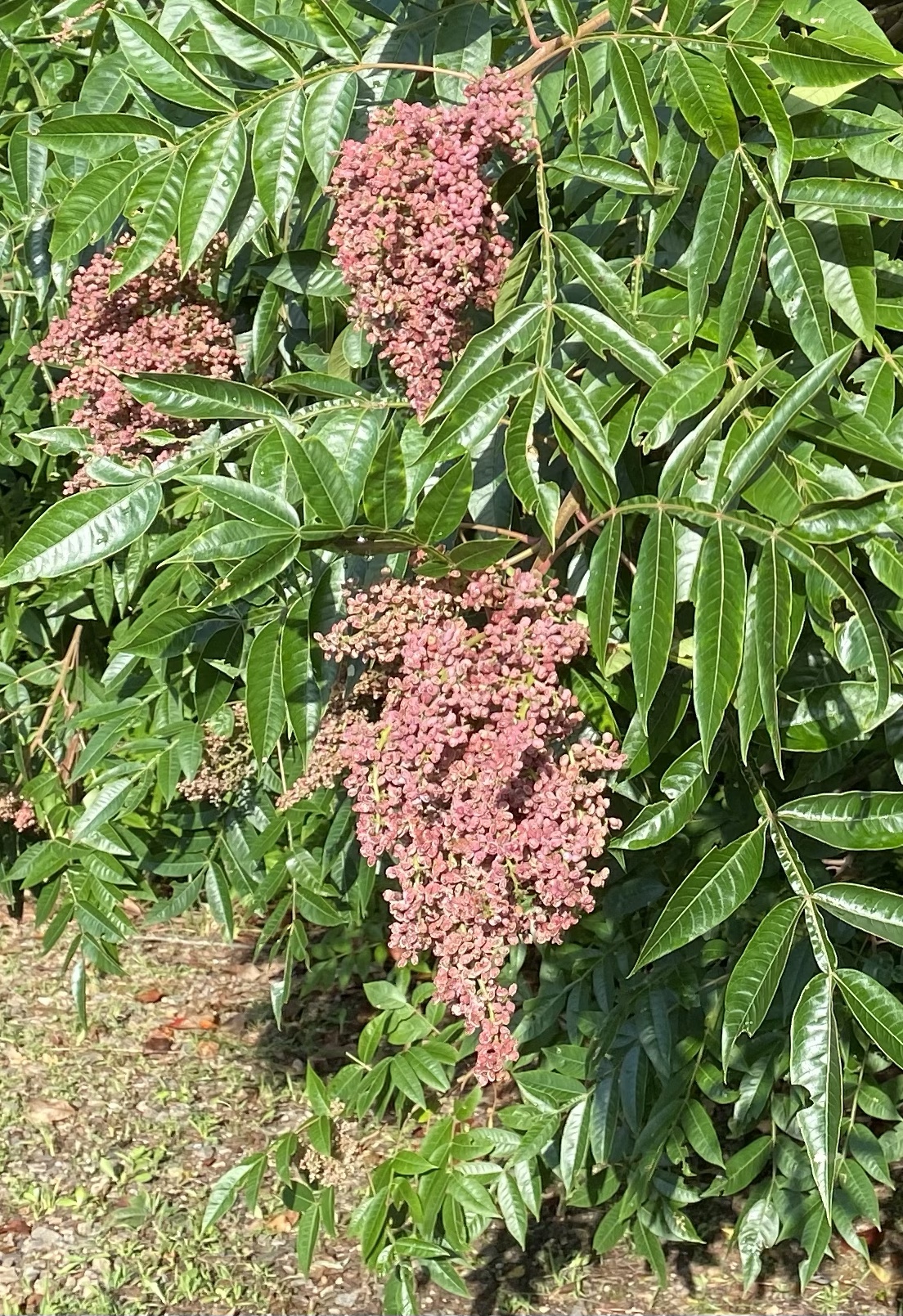 Sumac in Summer – Tranquility at Carters Lake Owners Association