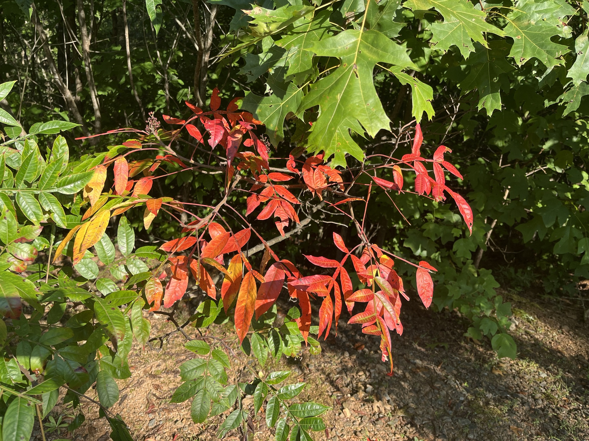 Sumac in Summer – Tranquility at Carters Lake Owners Association