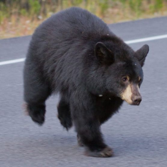 Bear Warning******** – Tranquility at Carters Lake Owners Association