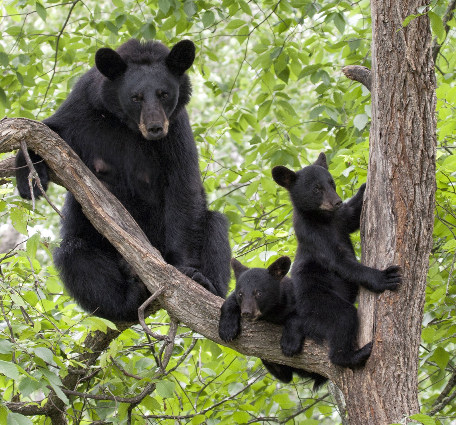 🐻What Bears Do in July🐻 – Tranquility at Carters Lake Owners Association